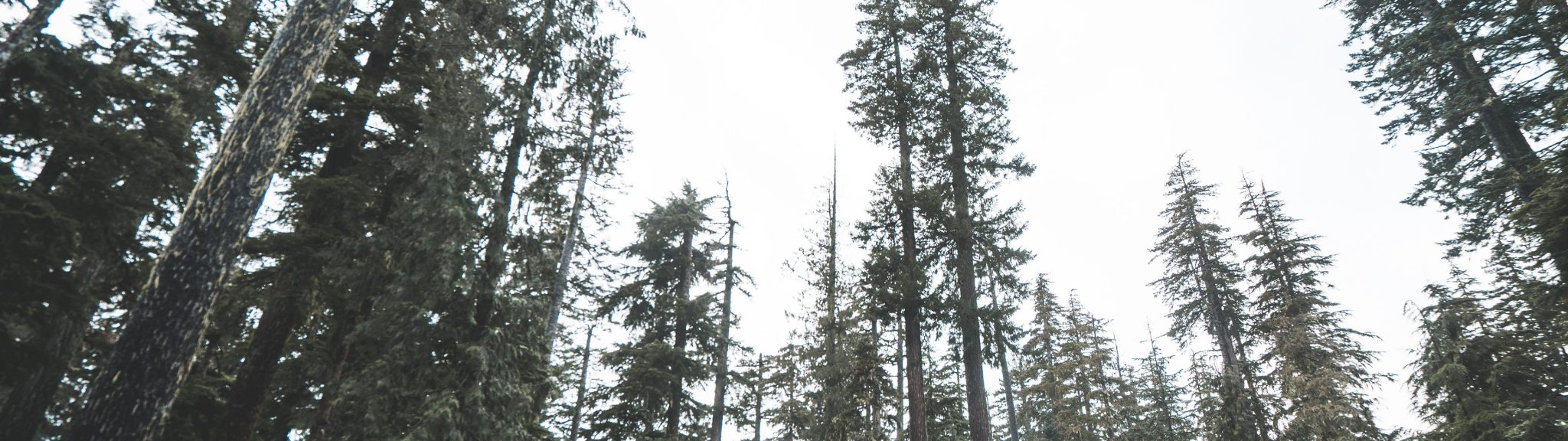 Foggy Forest – (3840×1080 and 5120×1440 Wallpaper) | 32:9 Super ...